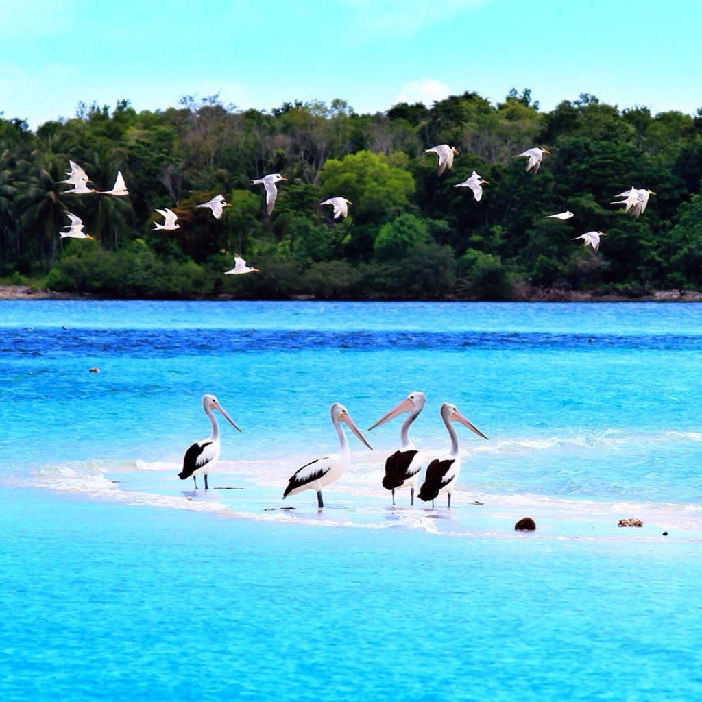 Keanekaragaman Kepulauan Kei / Kei Island: PASIR TIMBUL - NGUR TAVUR