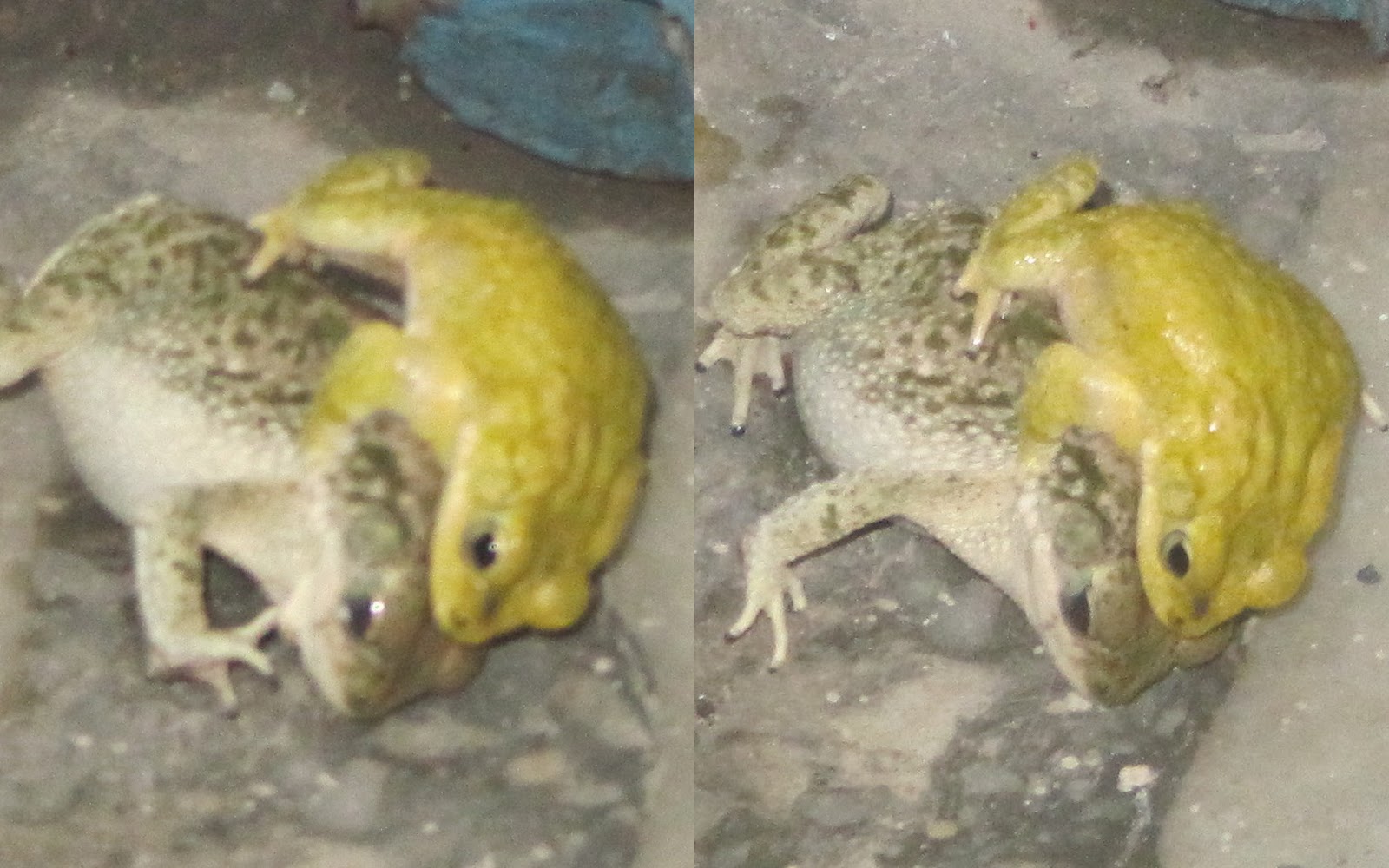 Biodiversity Network : The Rainy Season Treat For All Species!