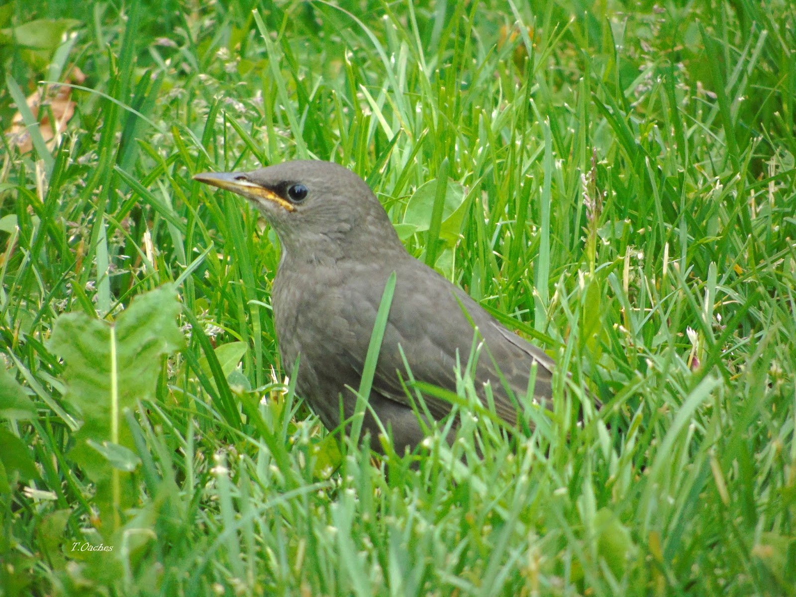 PASARI DIN ROMANIA: graur
