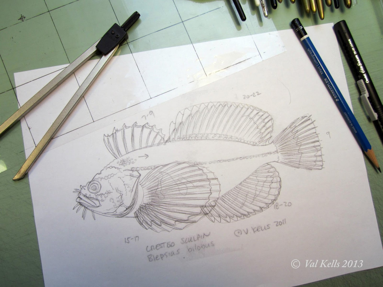 Virginia Tech Ichthyology Class : A Fish Artist in Each of Us