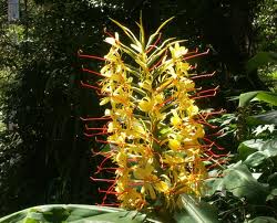 Ide 45+ Bunga Jahe, Gambar Bunga