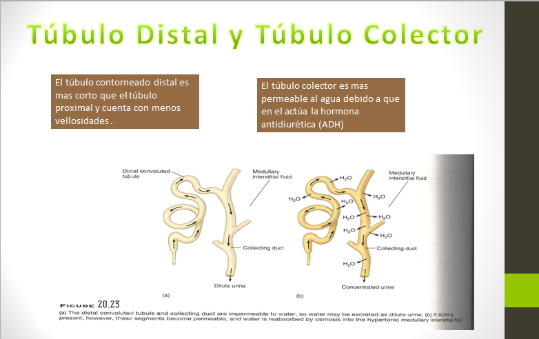 Blog de Fisiologia Basica de Oscar Arturo Rodriguez Vargas: Túbulo ...