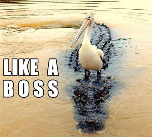 12 Funniest Pics of Like a BOSS Meme! | sussurroeterno