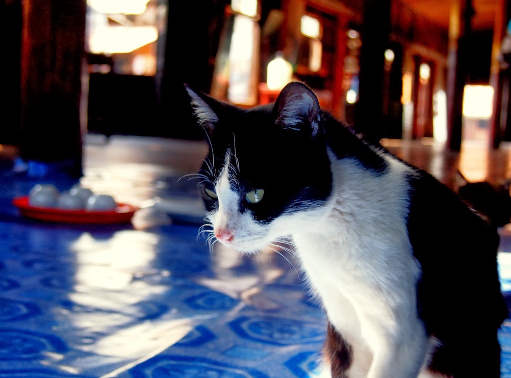 Travelholic: Day 4d | Floating Garden and Jumping Cats Monastery