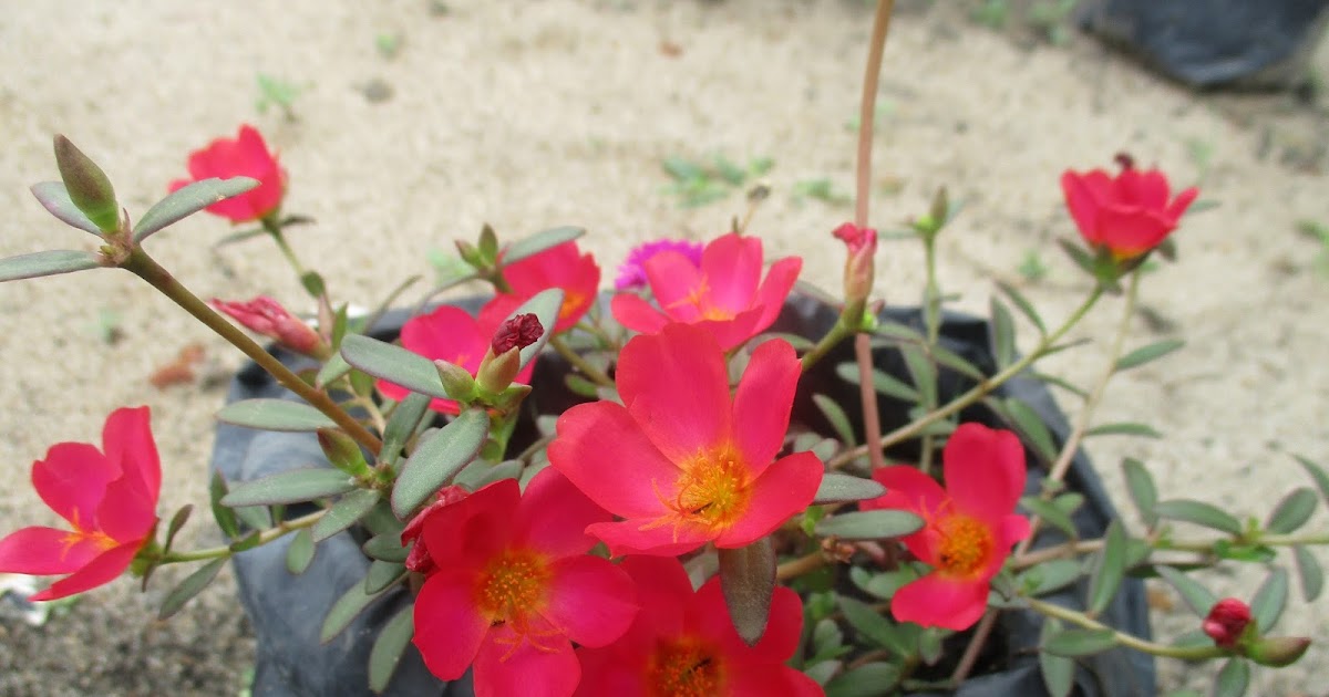 16+ Bunga Yang Mudah Ditanam