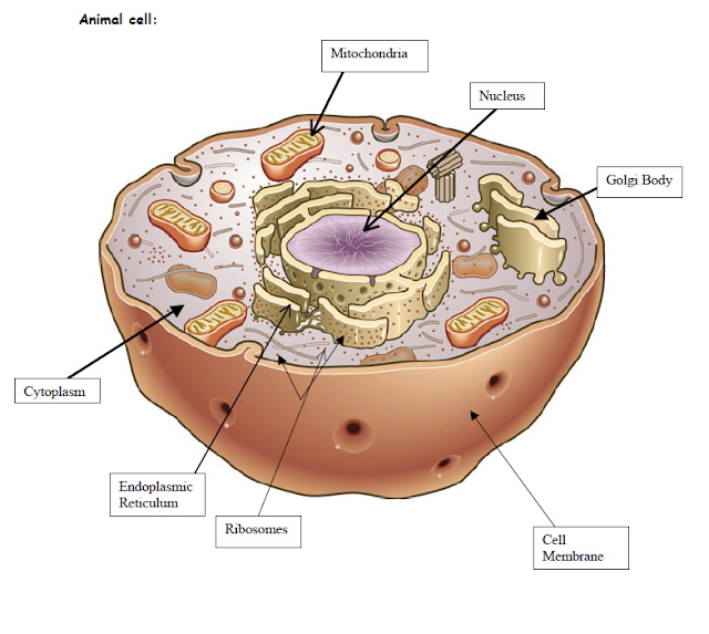 the Science Corner : Animal Cell