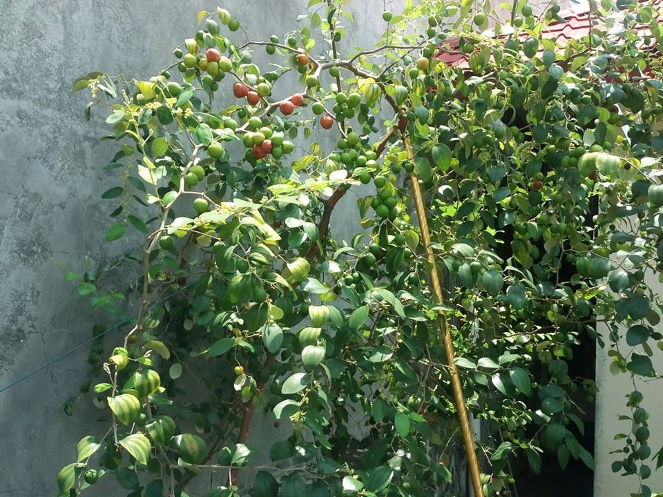 Bibit Bidara: Pohon Bidara Arab/ Pohon Sidr