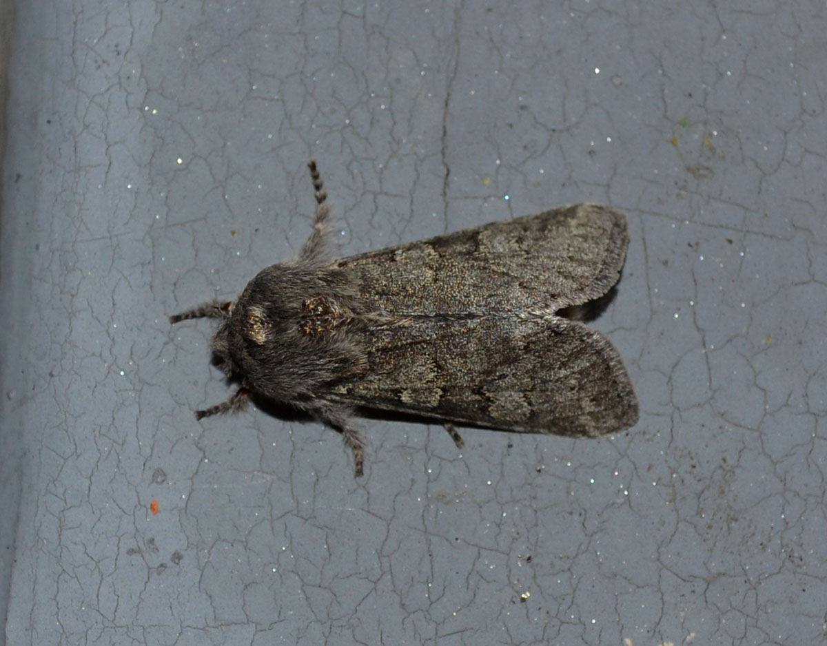 Woods Walks and Wildlife: Growing Moss, and the First Moth of the Year