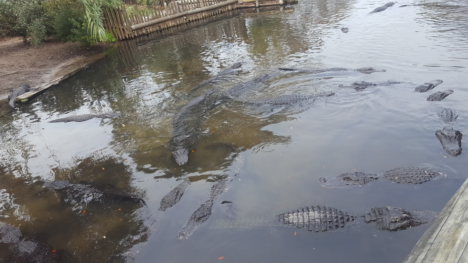 St. Augustine Alligator Farm Zoological Park