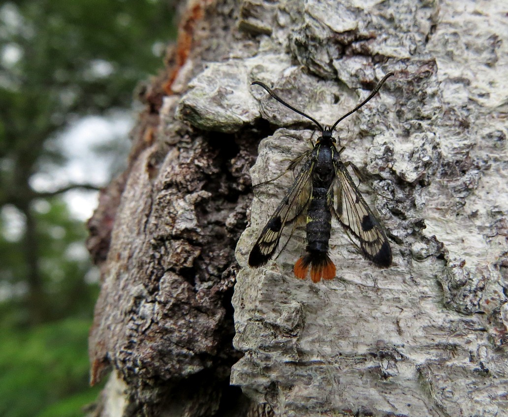 Wildwings and Wanderings: Clearwings