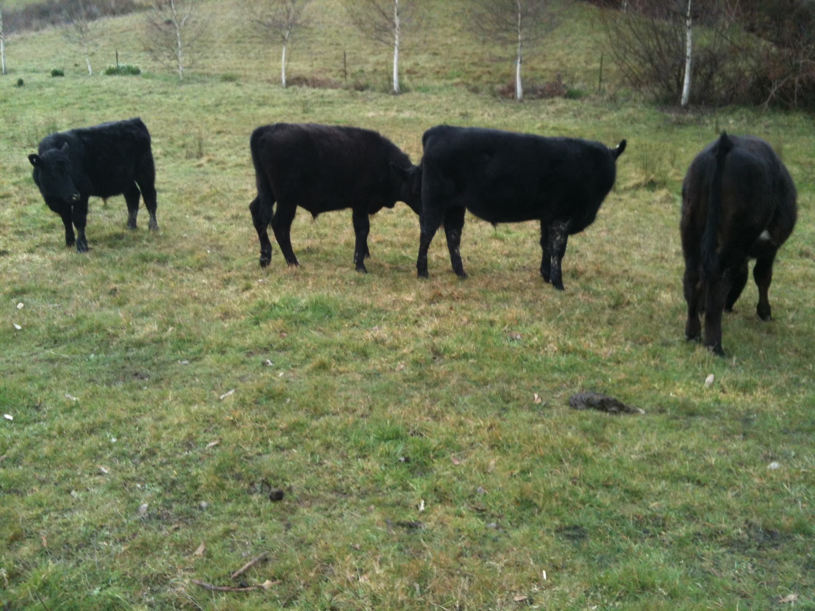 A day in the life: And then our new cow jumped over the fence...