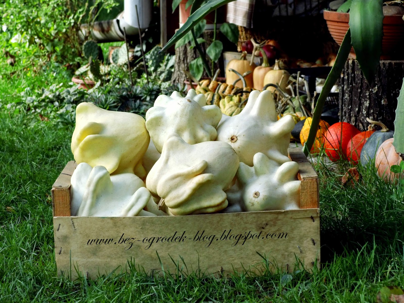 Dynie na Halloween: ‘Yugoslavian Finger Fruit’ | BEZ OGRÓDEK | blog ...