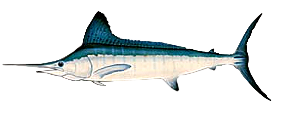 OLIVER !el pescador! DOMINICANO: MARLIN , spikefish, ( tetrapturus ...