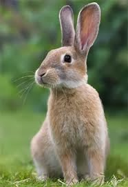 rabbits were introduced to australia in the 1800s apex