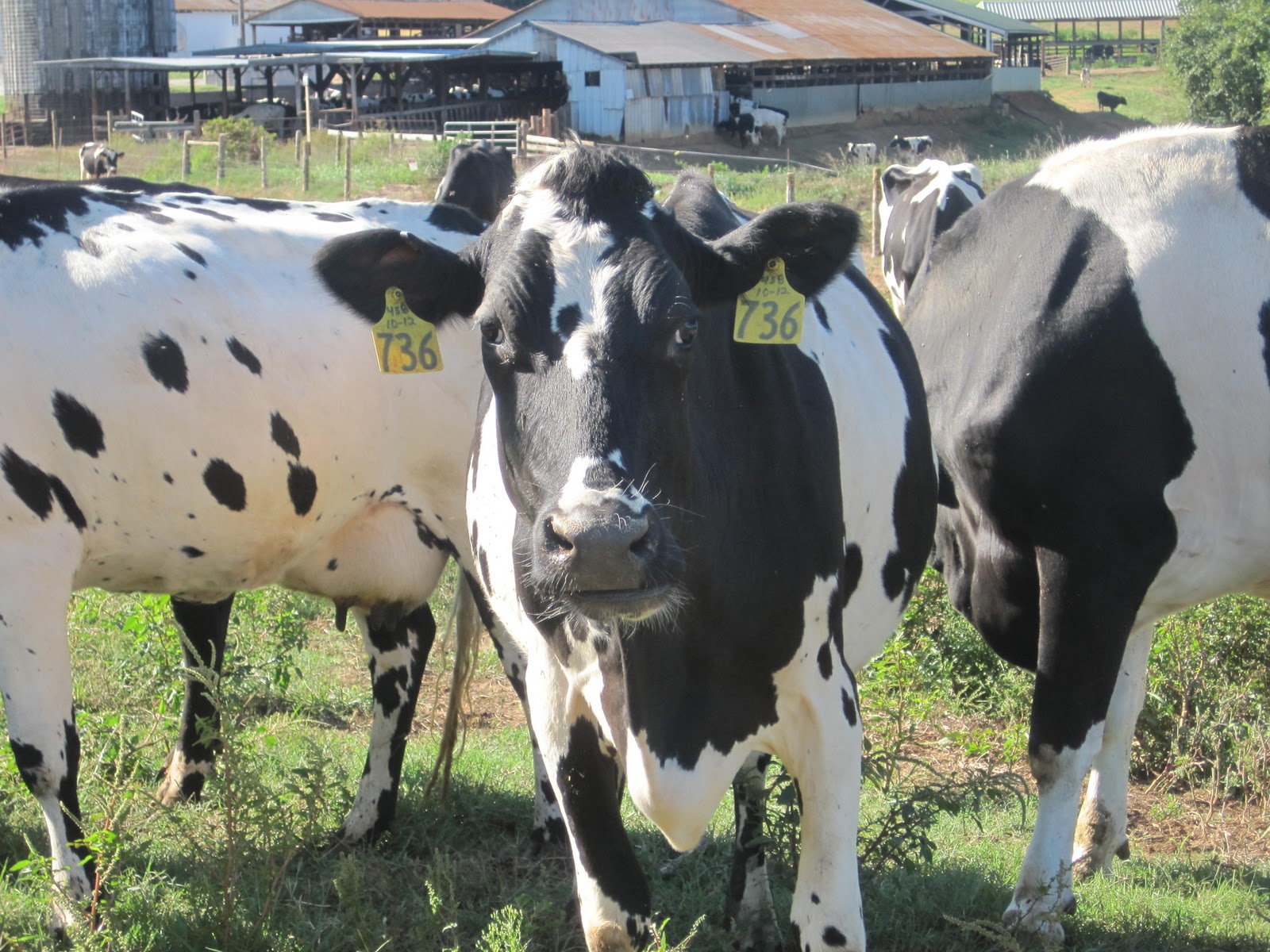 Vetsy's View: A Hello from South Carolina