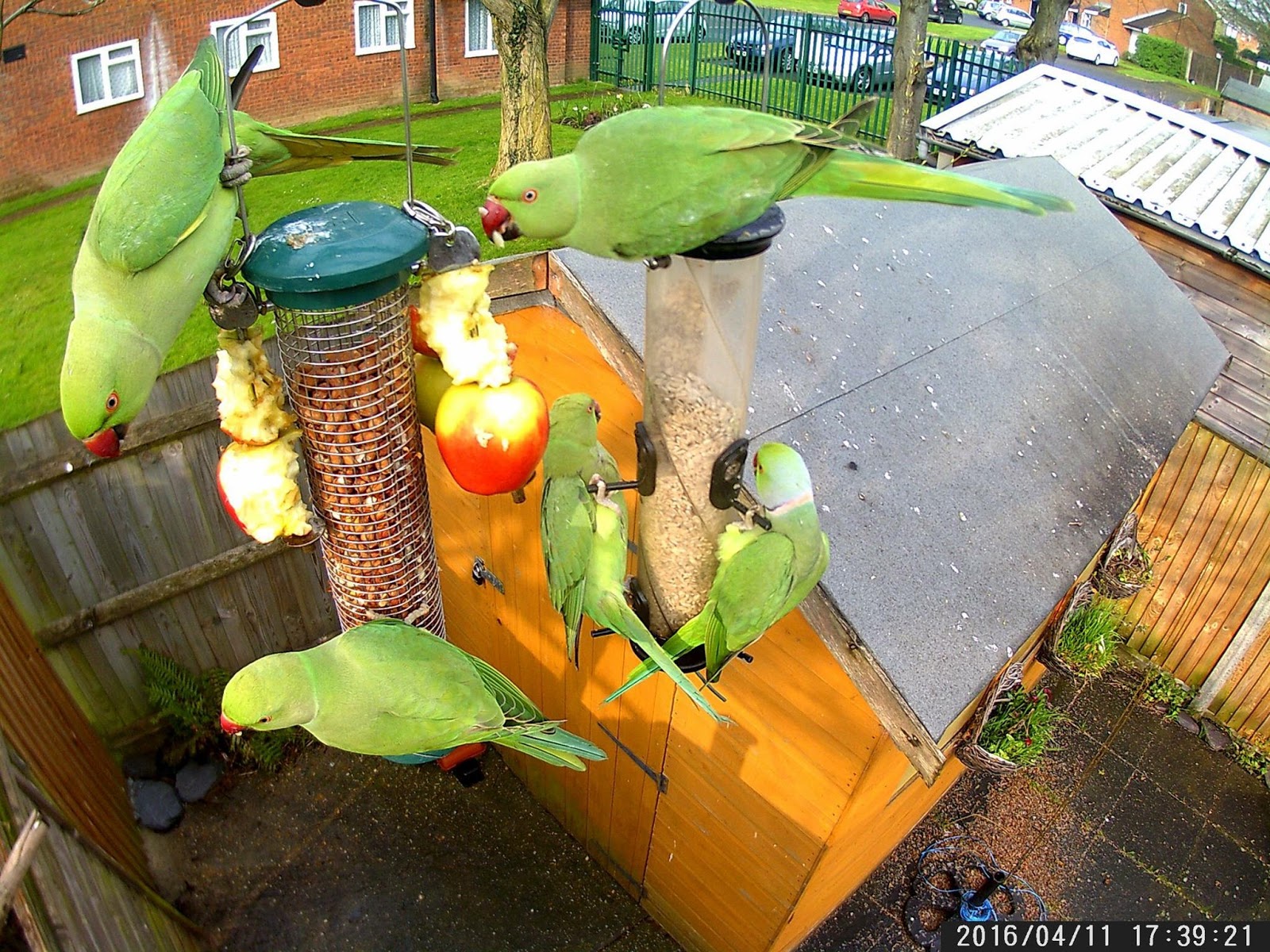 Descoperă Papagalii: Micul Alexander (Psittacula krameri) - fișa speciei