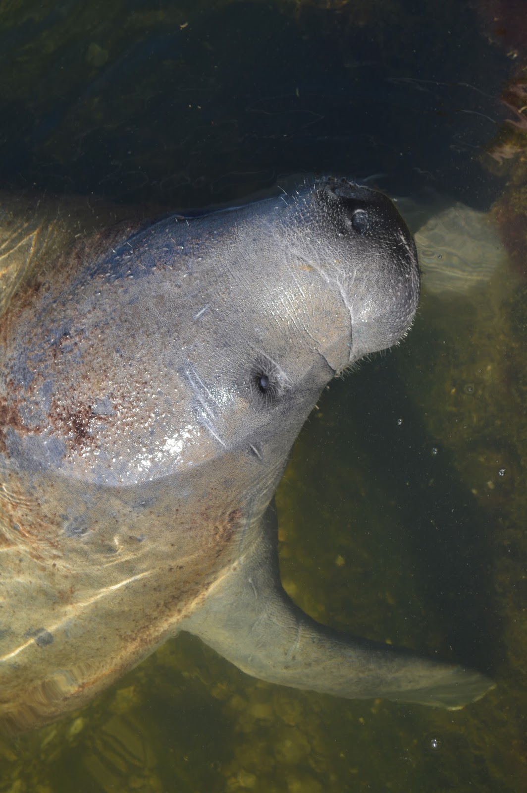 Key Largo Florida: Photographing plants, animals, and a sunset boat ride!