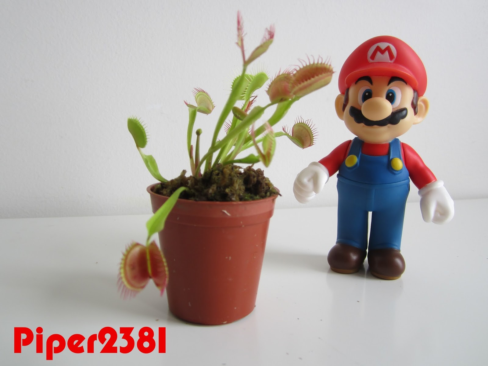 Piper2381: The Real Super Mario Piranha Plant