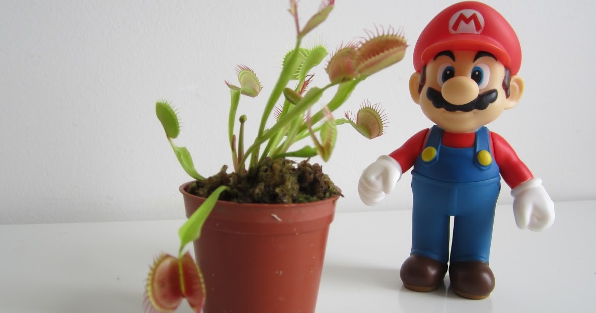 Piper2381: The Real Super Mario Piranha Plant