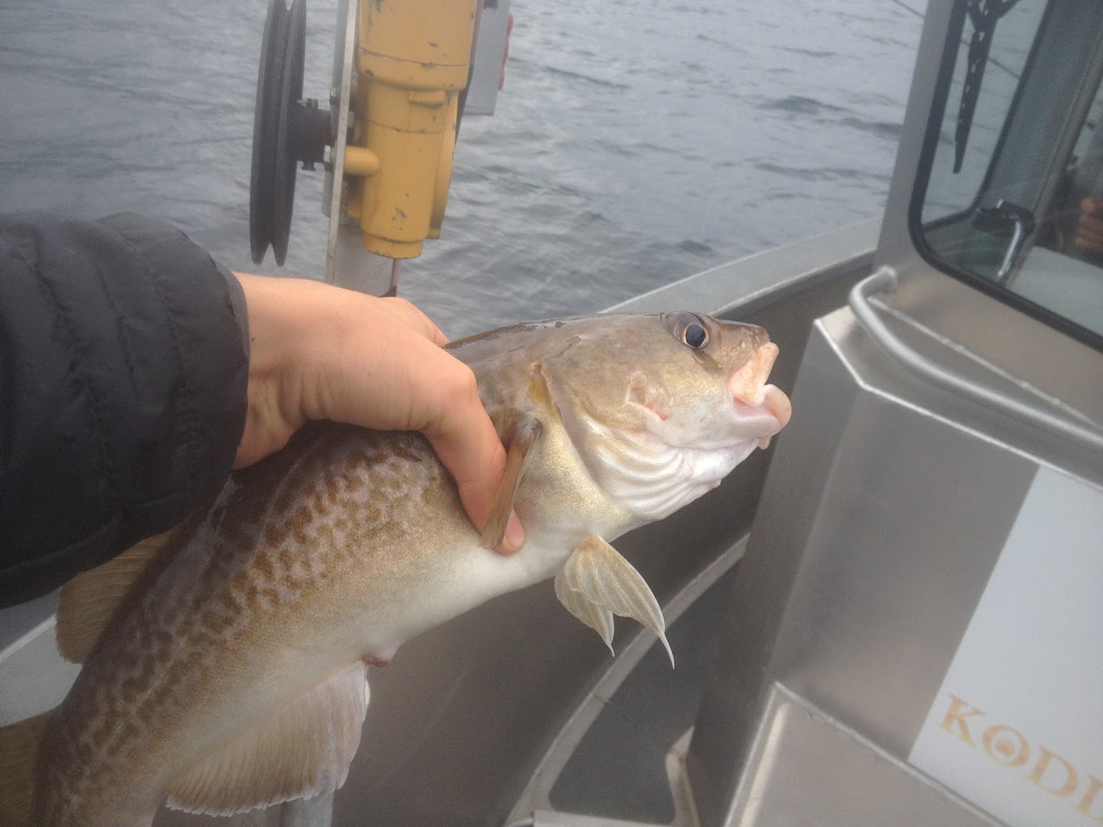 Pacific Northwest Saltwater Fish: A Spooled Fish Profile