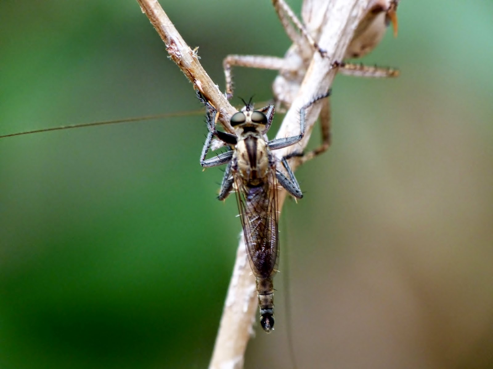 Photos d'insectes: Les Diptères - Sous-ordre des Brachycères (mouches ...