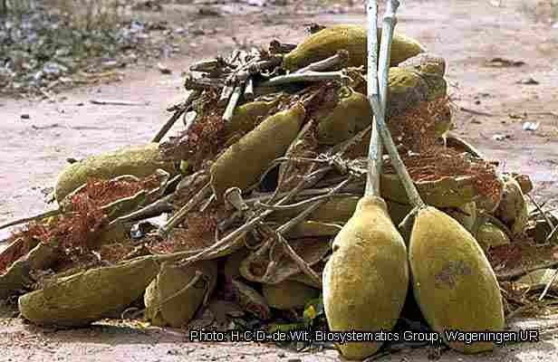 Trees Planet: Adansonia digitata - Baobab