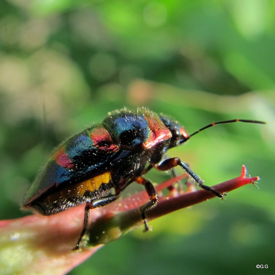 Nature Wonders Gershonized: Papua New Guinea collection of insects 9_2011