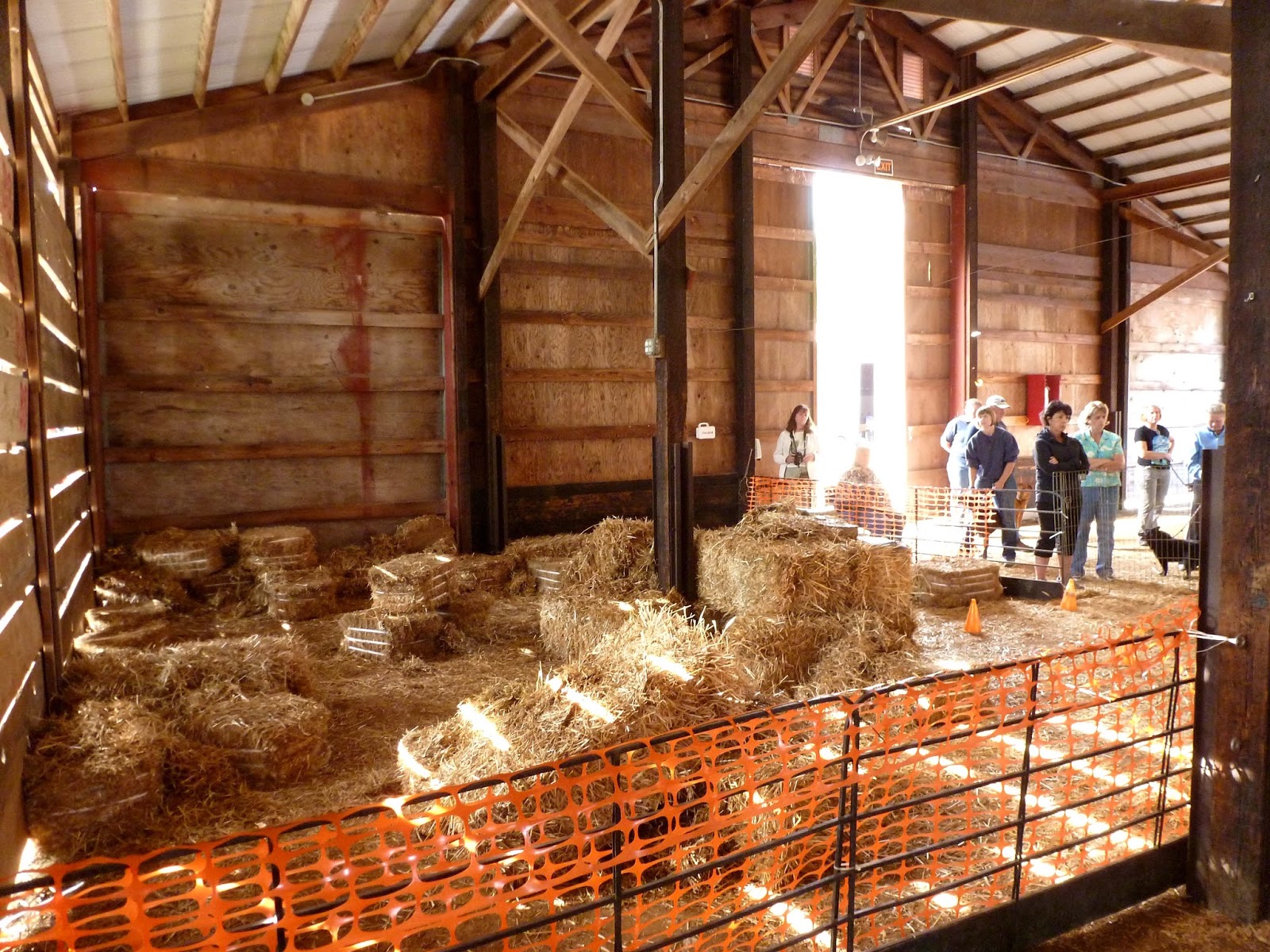 Gardening with Wyatt: The next thing...Barn Hunt!