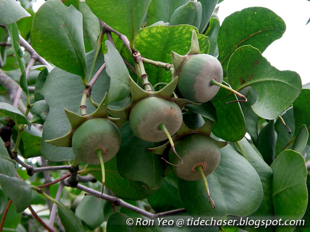 tHE tiDE cHAsER: Perepat (Sonneratia alba)