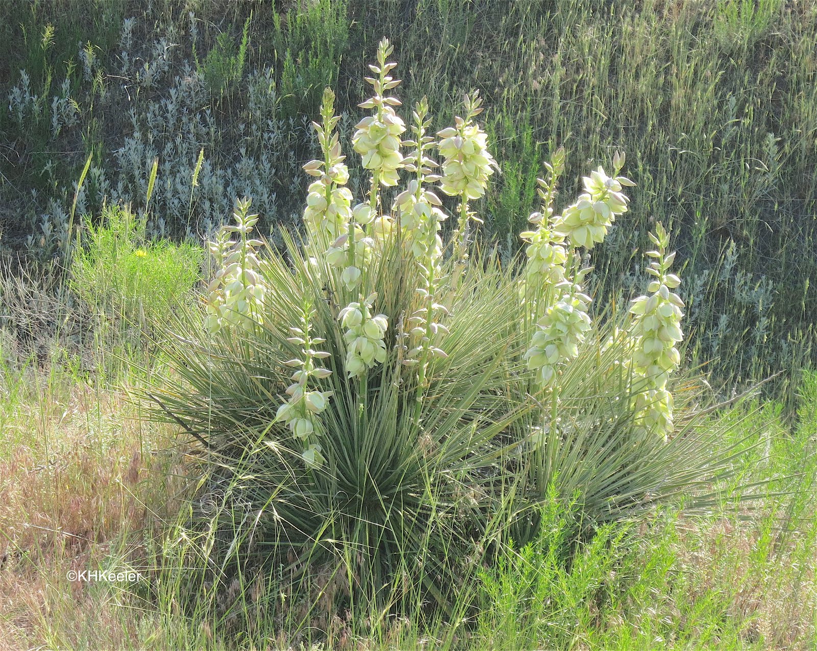 A Wandering Botanist: Visiting Colorado--Devil's Backbone, Loveland ...