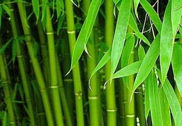 Bambu Jepang Sebagai Tanaman Hias - Belajar Berkebun