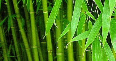 Bambu Jepang Sebagai Tanaman Hias - Belajar Berkebun