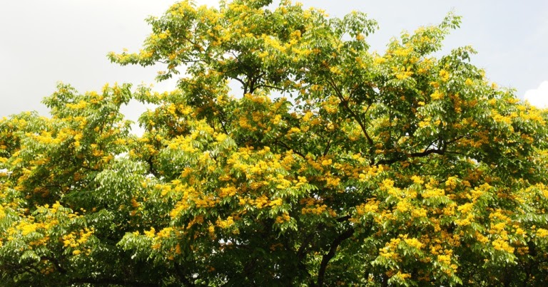 My Asian Secret Garden: Philippine Native Trees for the Garden and for ...