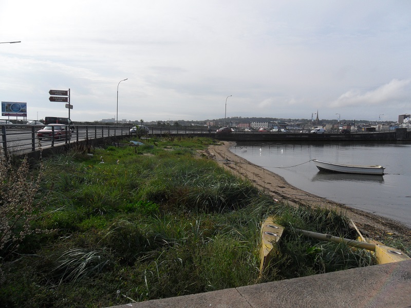 Wild Flowers of Wexford: Atriplex littoralis x Atriplex longipes new to ...