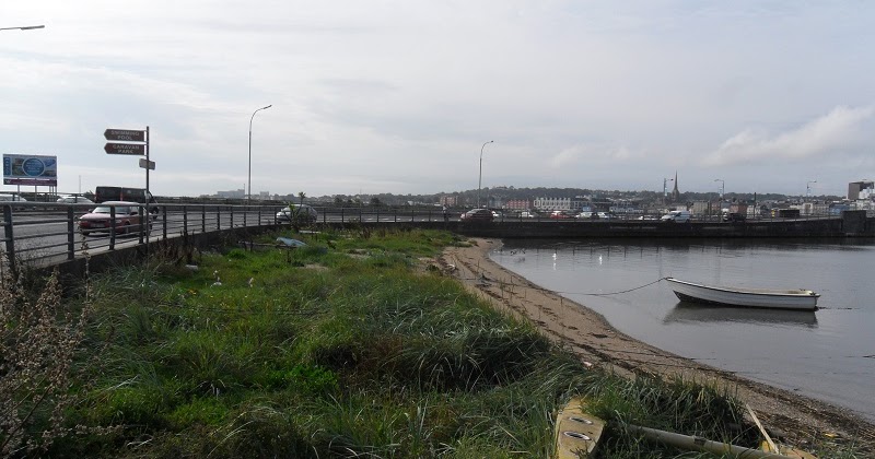 Wild Flowers of Wexford: Atriplex littoralis x Atriplex longipes new to ...