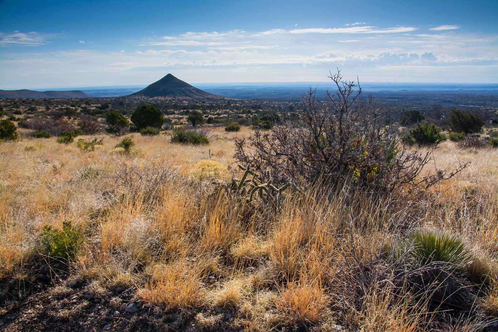A Tree Falling: Smith Spring Trail