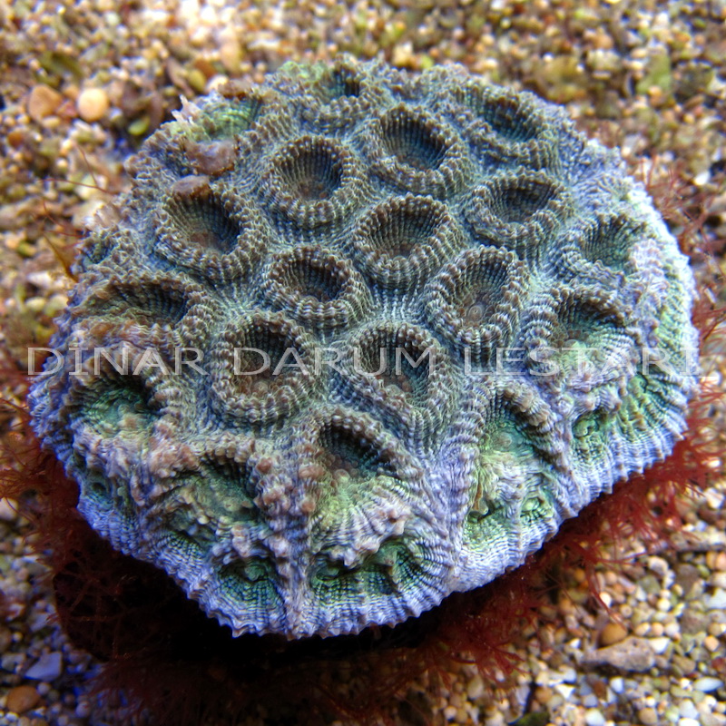 PT. DINAR DARUM LESTARI: Favia spp