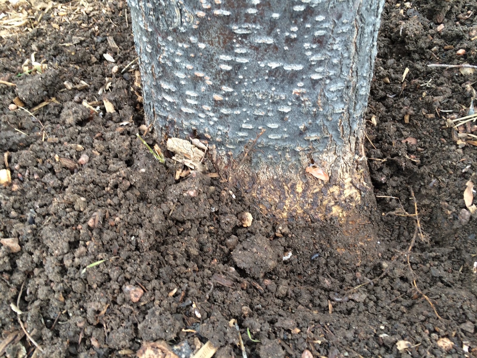 CO-Horts: A Tale of Two Honey Locusts