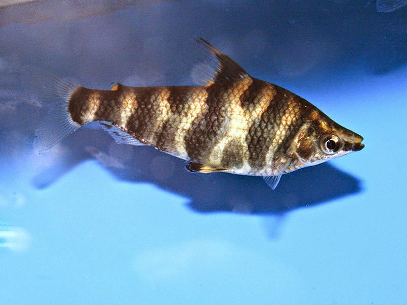 HEADSTANDER FISH photos - wallpapers | the fun bank