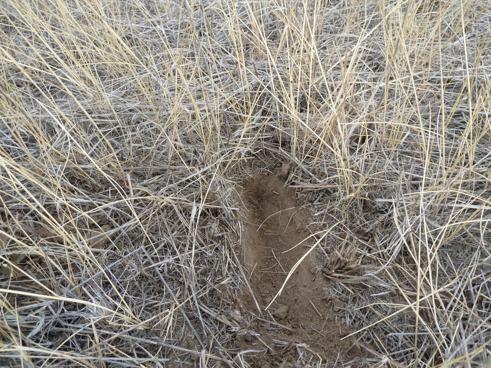 FARMING THE PALOUSE: CHEMICAL FALLOW