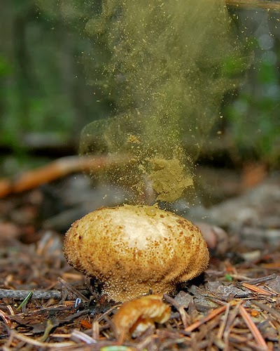 OH93 Independent study on FUNGI: Spore dispersal