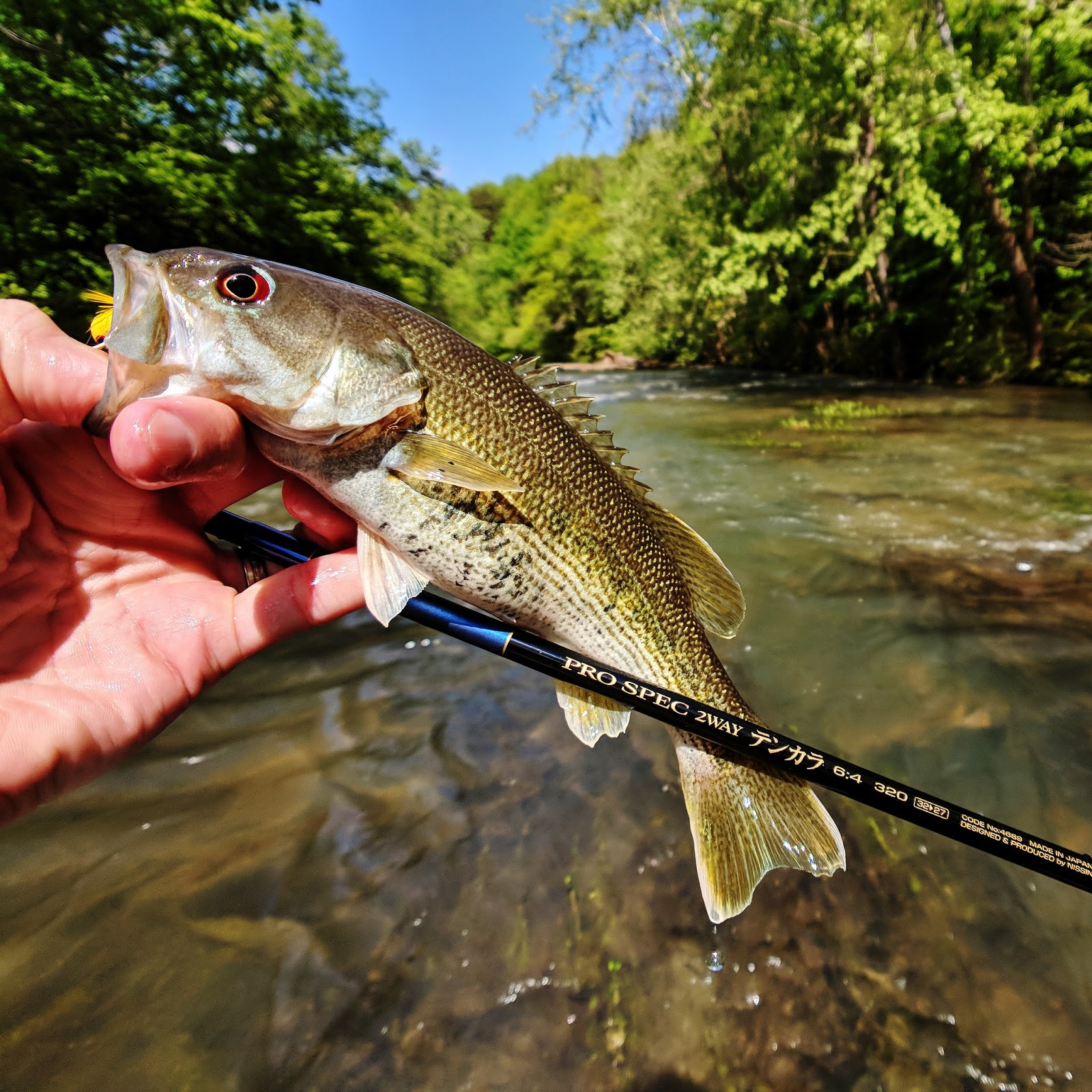 Troutrageous! Fly Fishing & Tenkara Blog: Fly Fishing For Alabama's ...