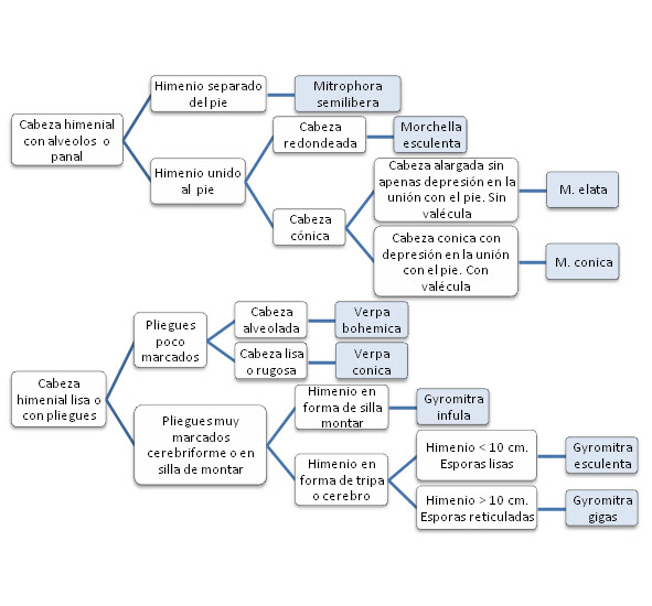 Claves simplificadas para la identificación de hongos: Los géneros ...