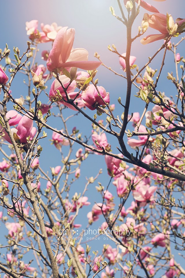 sassafras: sweet spring :: nature photography