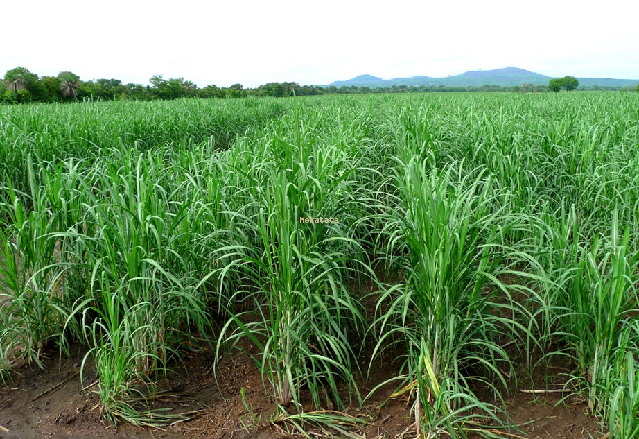 EKOGEO: TEBU : TANAMAN BAHAN BAKU GULA PASIR