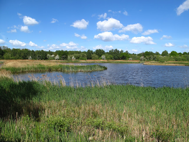 Wild at Hull: May in Potteric Carr