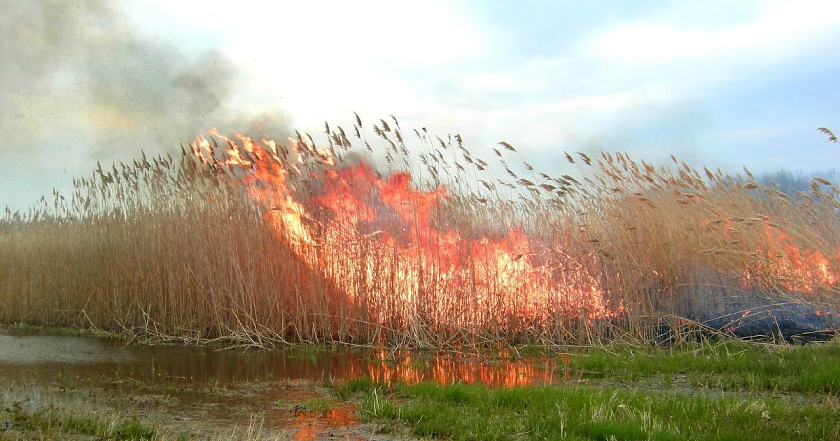 Palemaleirregulars: The Three Headed Fire Hydra in the Phragmites