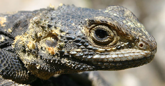 Temperate Climate Permaculture: Agama Spotting... and other Turkish ...