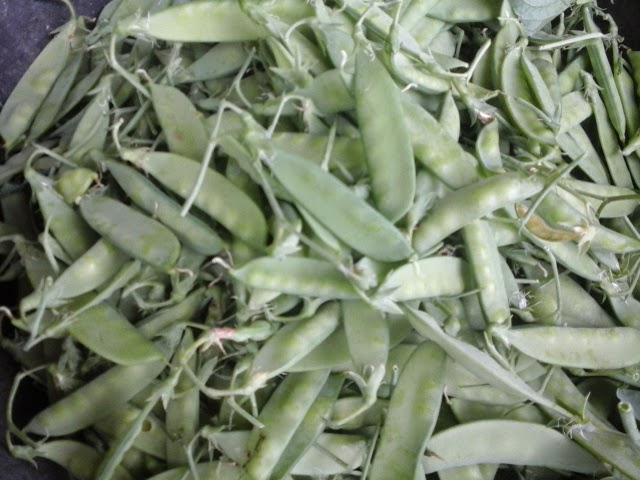 Tanaman sayur kacang kapri | Directory Tanaman | Nama Dan Gambar