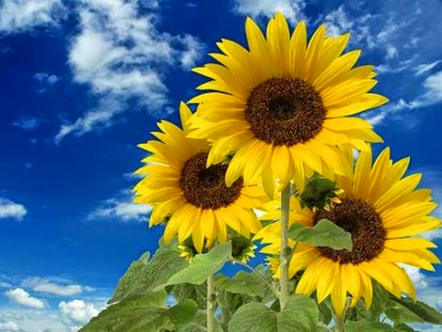 PLAAN : Girasol - Helianthus Annuus